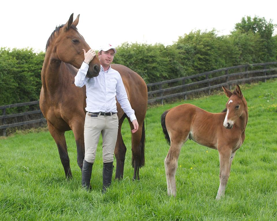 Irish Sport Horse foal tops Bolesworth Elite Auction in the UK | General