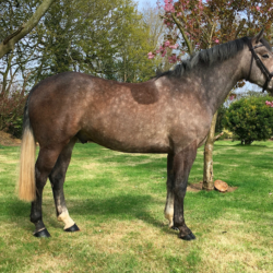 Irish Draught Archives | Irish Horse Gateway