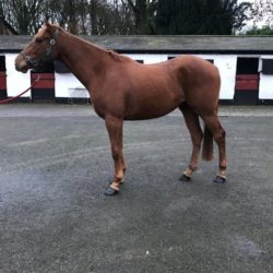 Irish Horses for Sale on Irish Horse Gateway