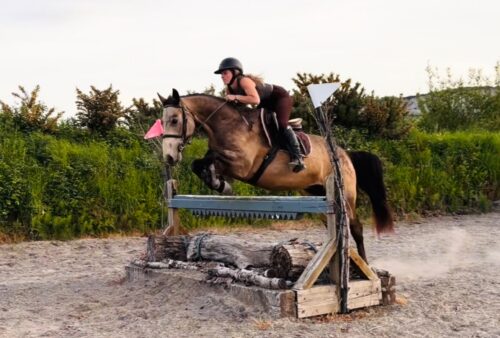 Shadow: rare combo of talented scope and quiet ride, amateur dream horse
