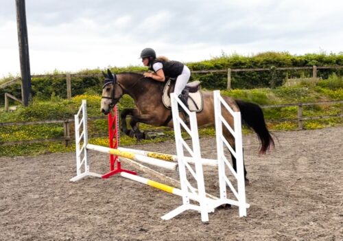 Shadow: rare combo of talented scope and quiet ride, amateur dream horse